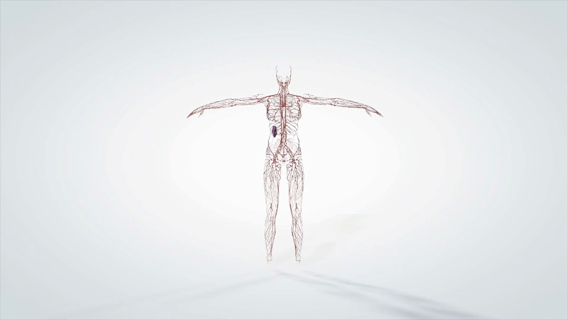 3d Animated Model Human Nervous System Stock Motion Graphics SBV ...