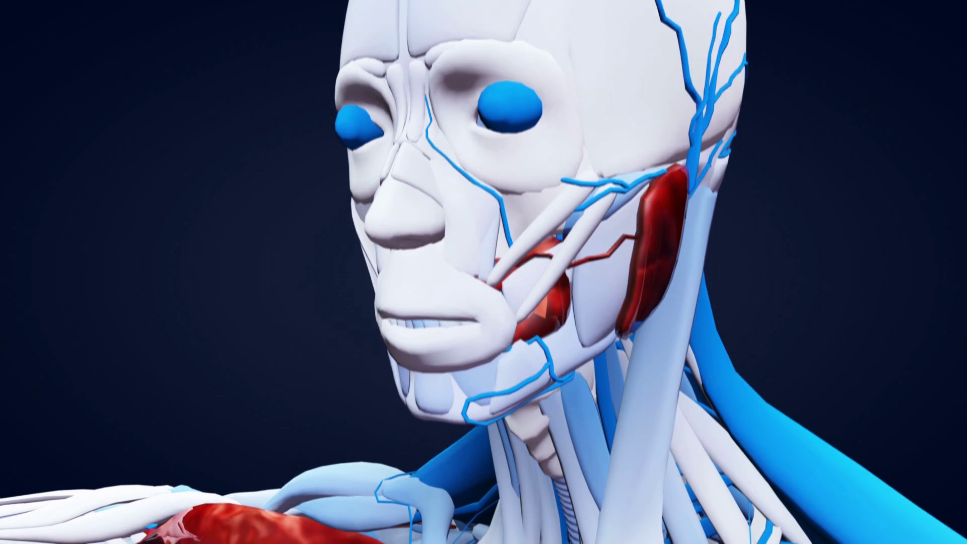 3D Human Anatomical Model Scan From Top Down Motion Background 00:10 ...