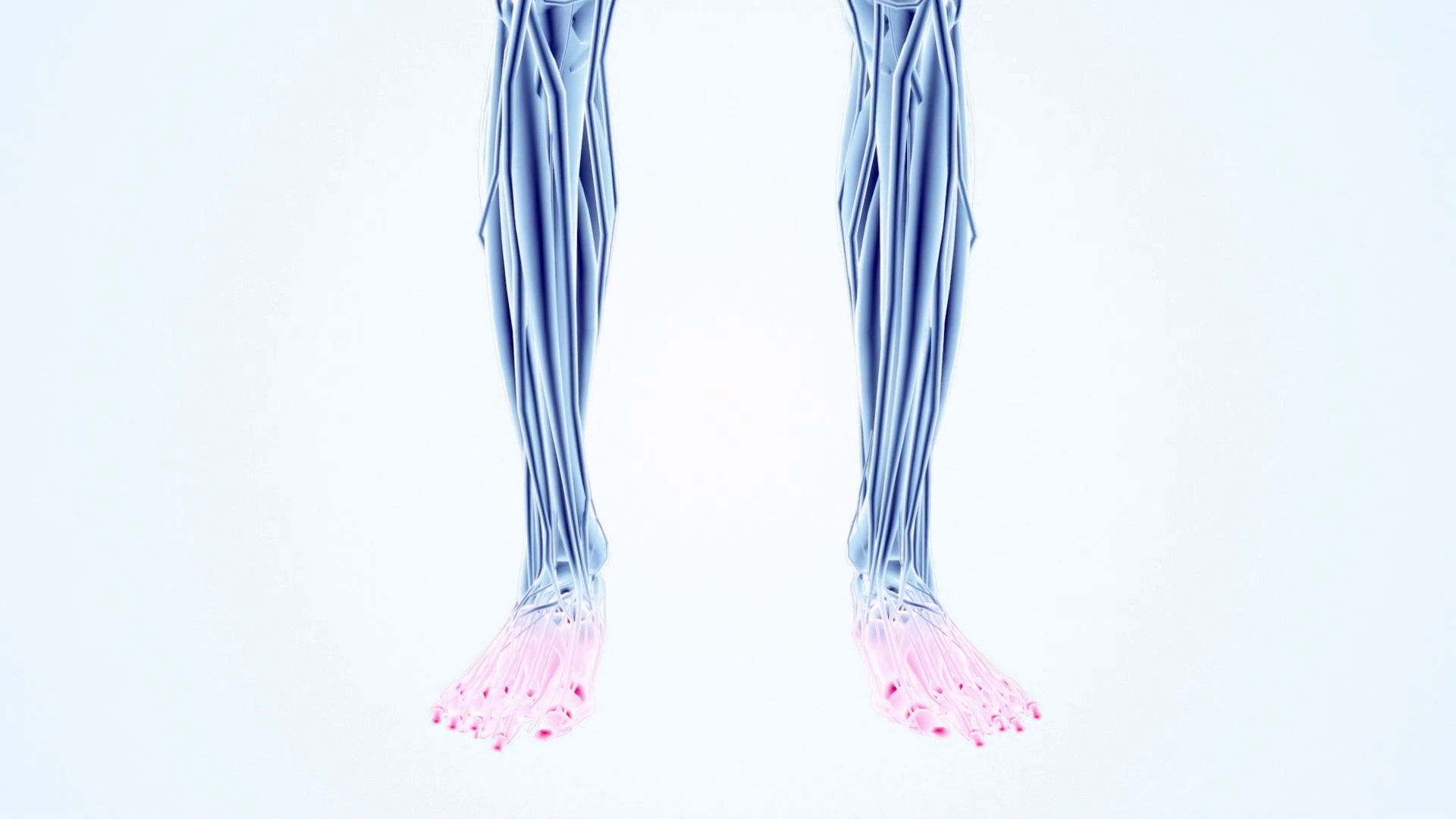 3d Model Human Muscular Scan From Bottom Up Stock Motion Graphics SBV ...