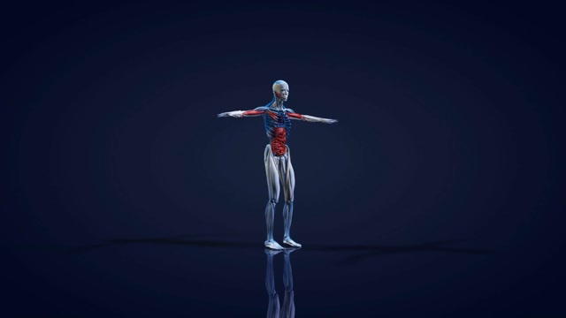 360 Human Body Stock Footage: Royalty-Free Video Clips - Storyblocks