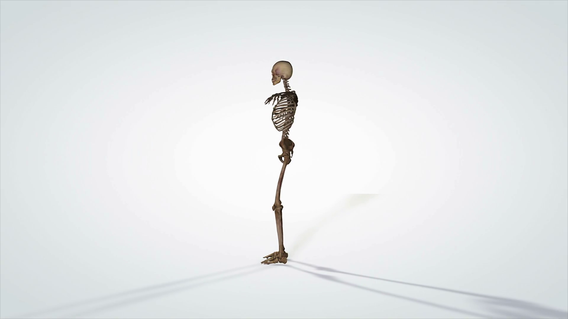 3d Rotating Anatomical Model Of Human Stock Motion Graphics SBV ...