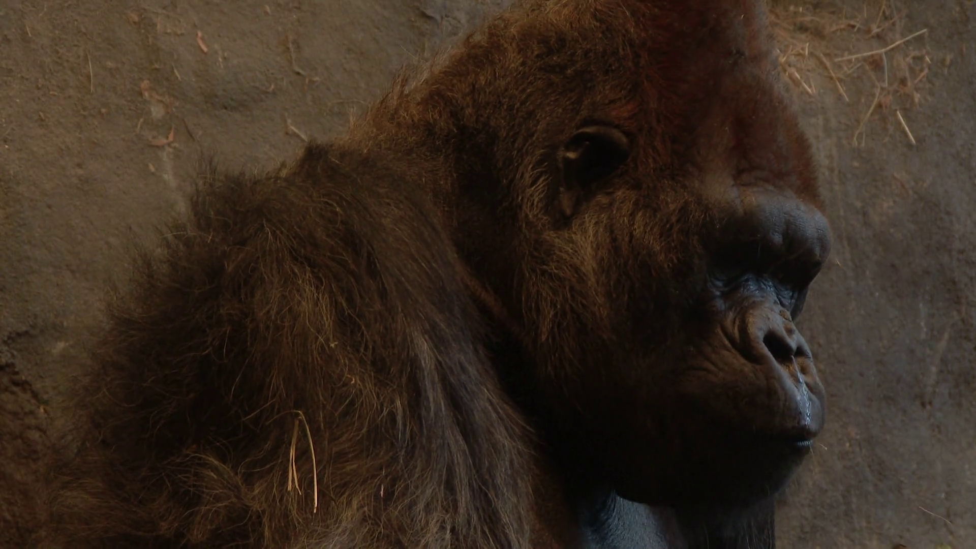 Ape Eating Straw Stock Footage SBV-304459319 - Storyblocks