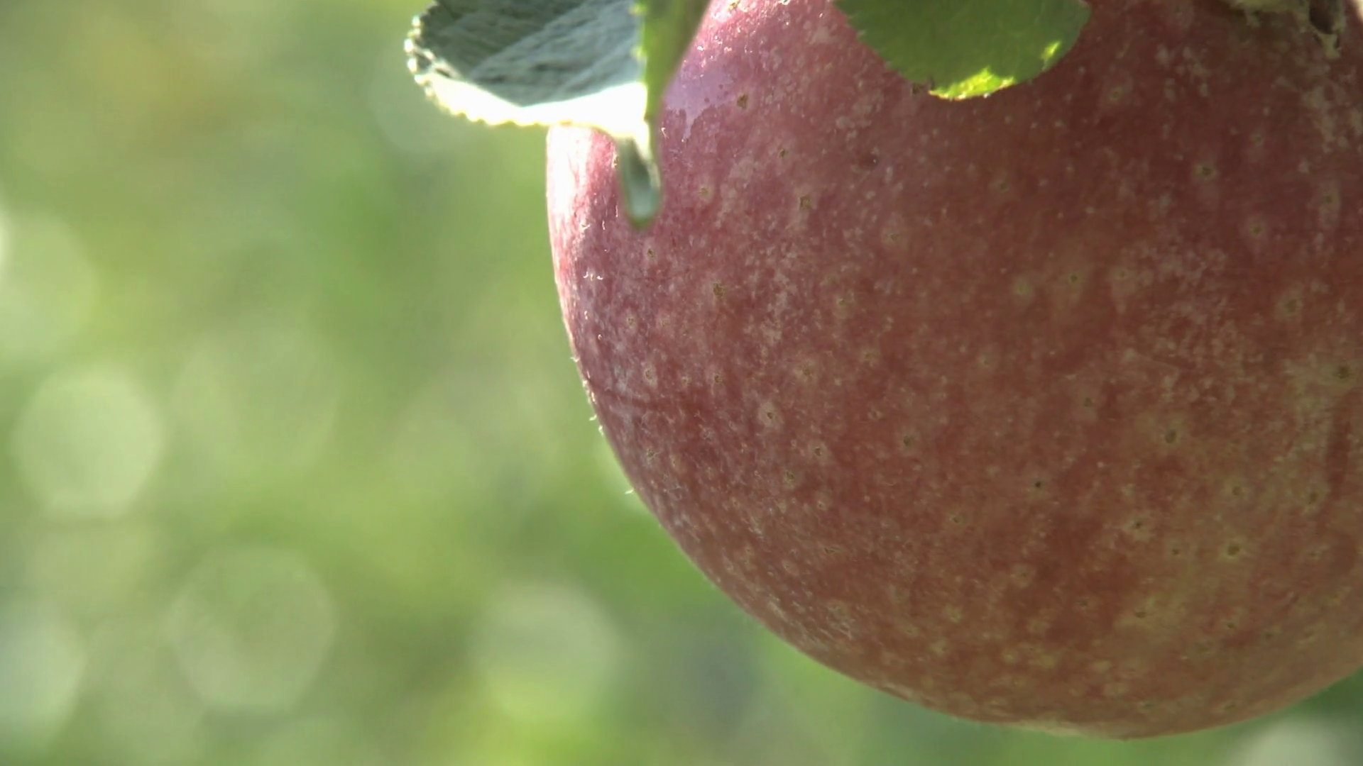 Apple Tree Zoom Out 2 Stock Footage SBV-300018744 - Storyblocks