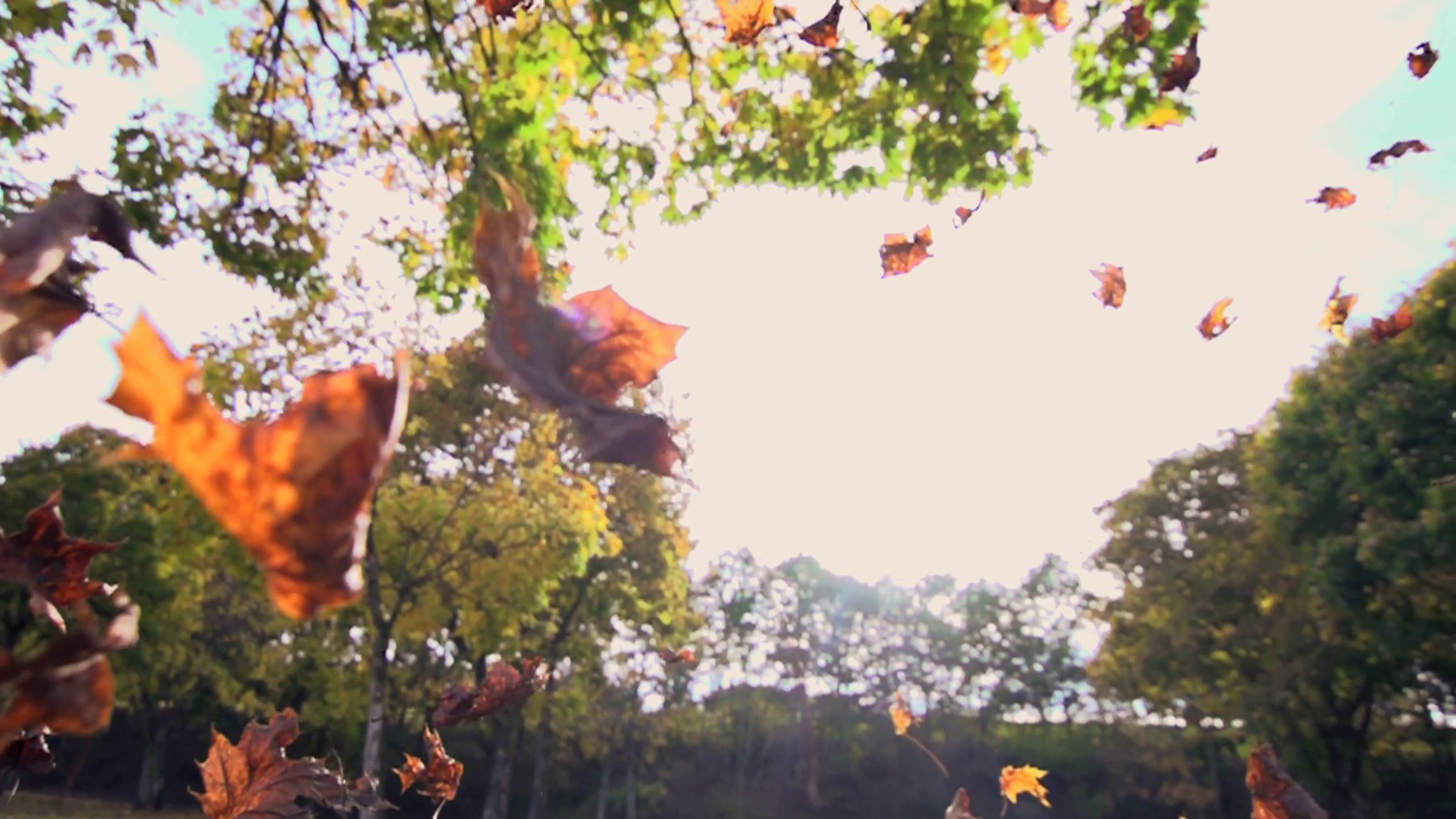 Autumn Leaves Fall Season Nature Colorful Stock Footage SBV-306543276 ...