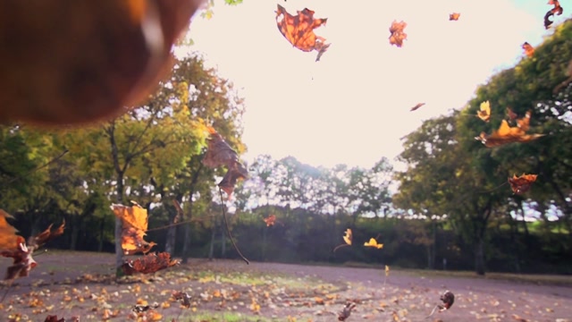 Falling Leaves Stock Footage: Royalty-Free Video Clips - Storyblocks