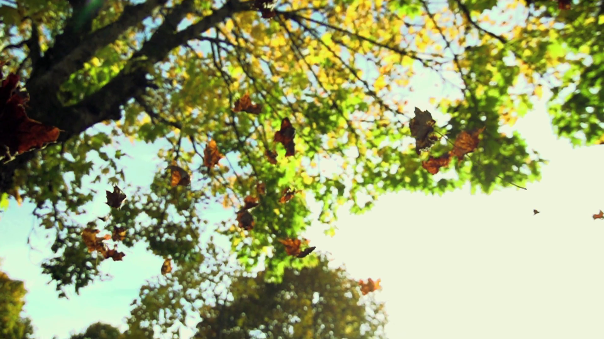autumn leaves. fall season nature. colorful leaves. slow motion Stock ...