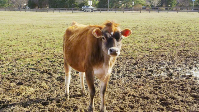 Cat Cow Stock Footage: Royalty-Free Video Clips - Storyblocks