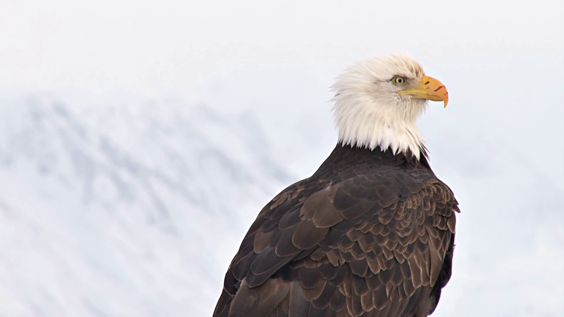 Bald Eagle With Scarred Beak Stock Footage SBV-300128408 - Storyblocks