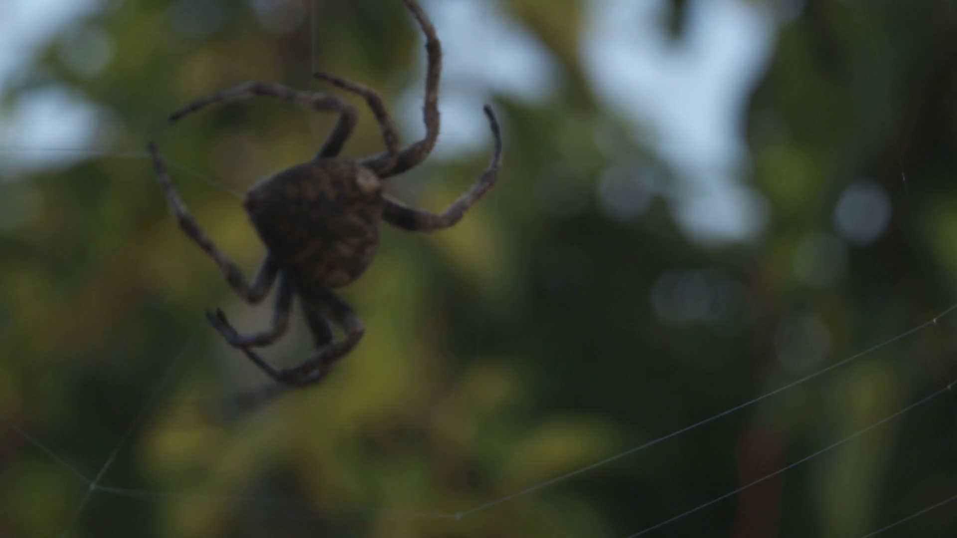 Big Spider in DanDong China 3 Stock Video Footage 00:09 SBV-300074049 ...