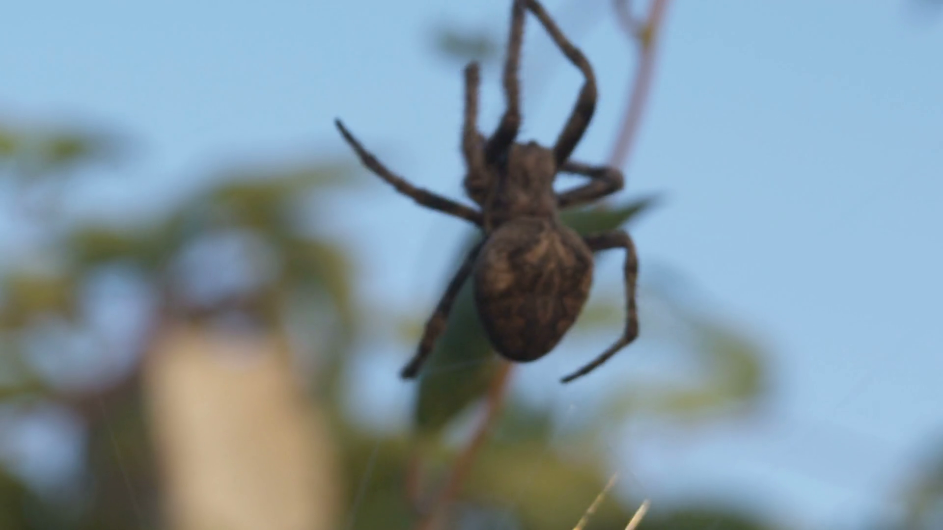 Big Spider In Dandong China 4 Stock Footage SBV-300074026 - Storyblocks