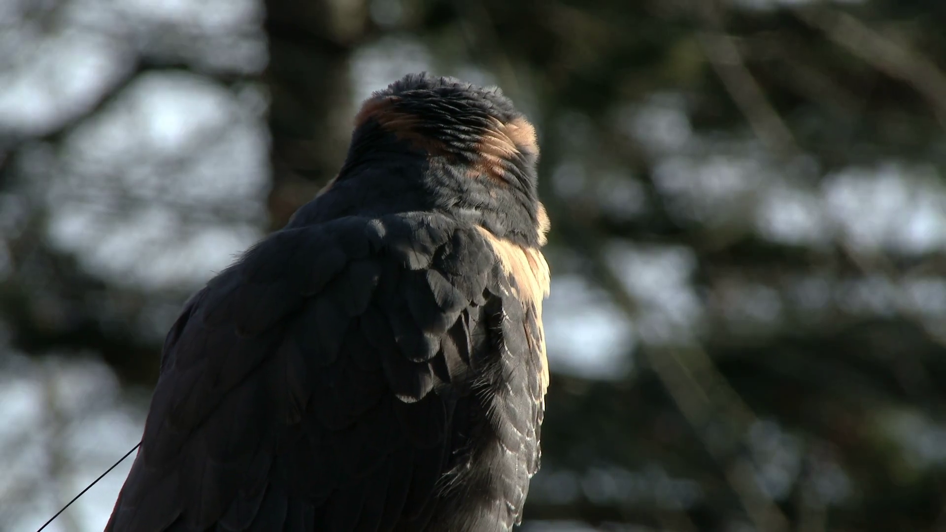 Bird Turning Head Around Stock Footage SBV-304459363 - Storyblocks