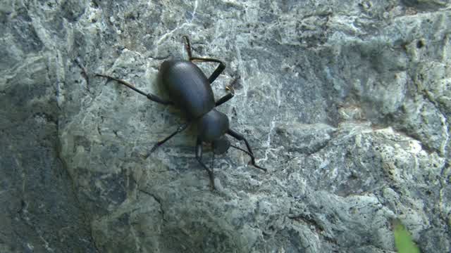 Crawling Bug Stock Footage: Royalty-Free Video Clips - Storyblocks