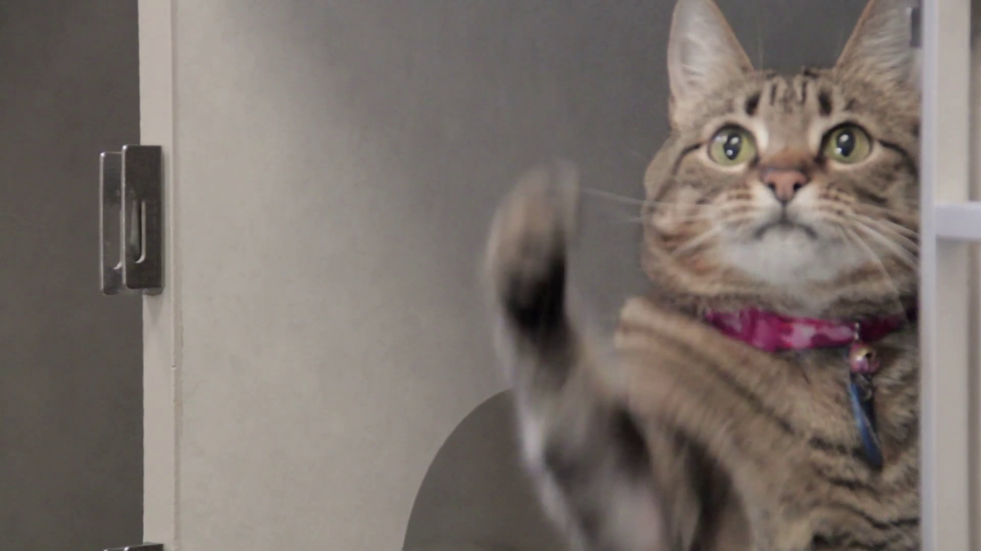 Caged Cat Batting String Stock Footage SBV-300105875 - Storyblocks