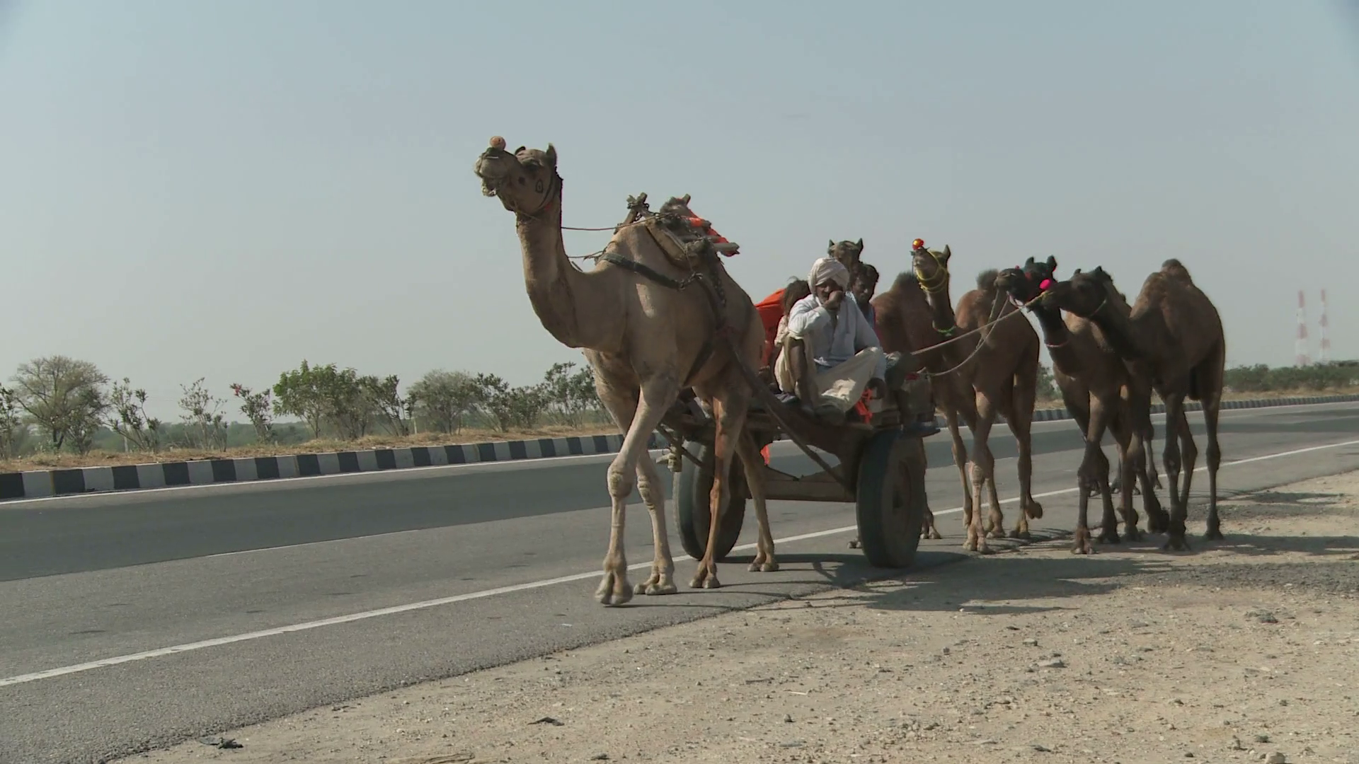 Camels Pulling Cart In Rajasthan Stock Footage SBV-300151737 - Storyblocks