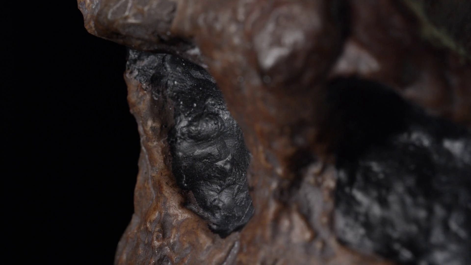 Caveman Skull - Australopithecus Evolution Stock Footage SBV-304814409 ...