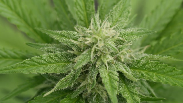 Caregiver Female Stock Footage: Royalty-Free Video Clips - Storyblocks