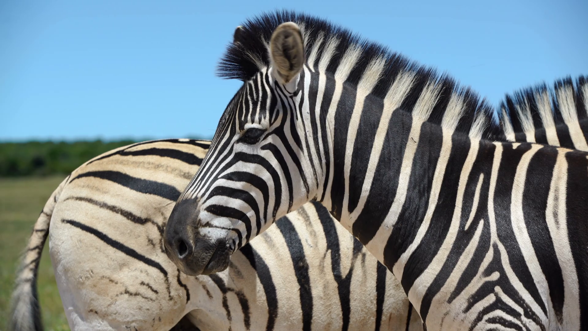 Close Up From Two Zebras In Addo Elephant Stock Footage SBV-305895398 ...