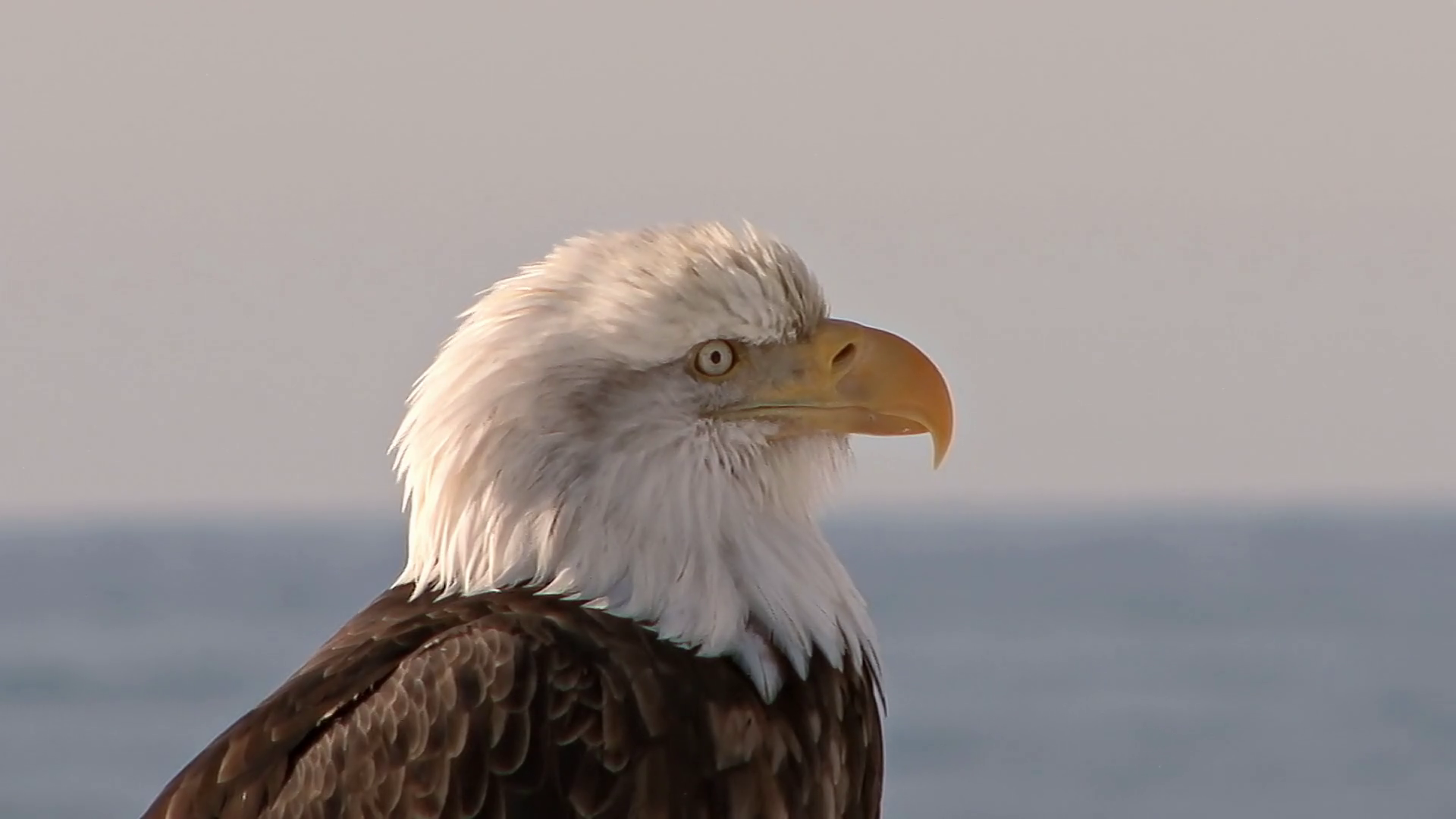 Close Up Of Bald Eagle Head Stock Footage SBV-300128474 - Storyblocks
