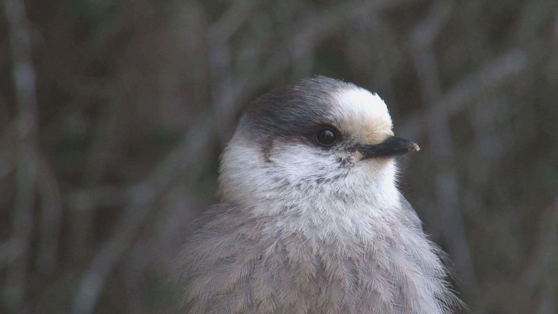 Close Up On Grey Jay Stock Footage SBV-300128369 - Storyblocks