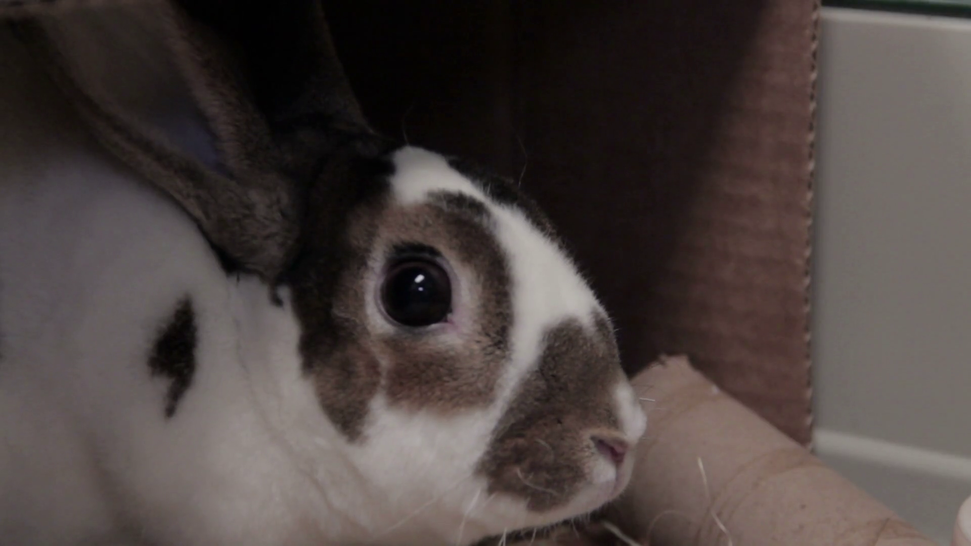 Close Up Staring Bunny Stock Video Footage 00:11 SBV-300105872 ...