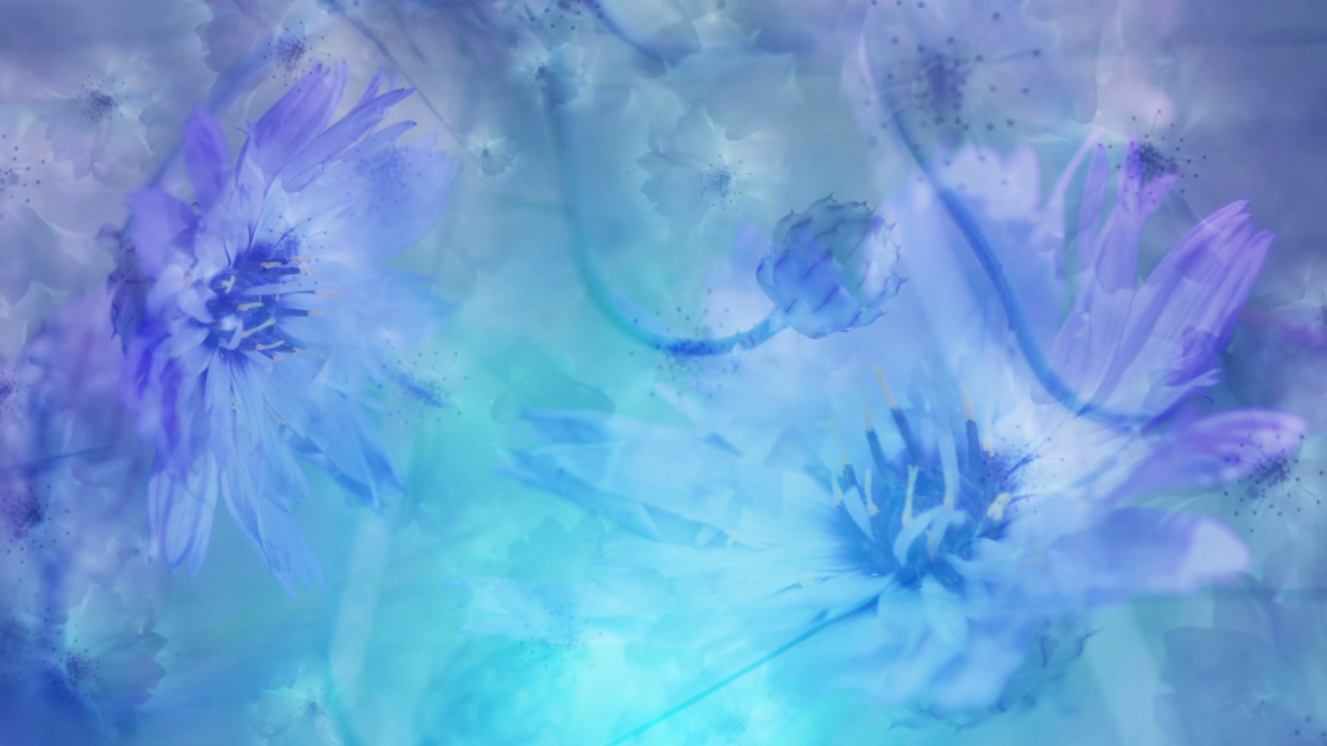 Colorful Flowers Background Animation Loop Stock Motion Graphics SBV-306137323 - Storyblocks