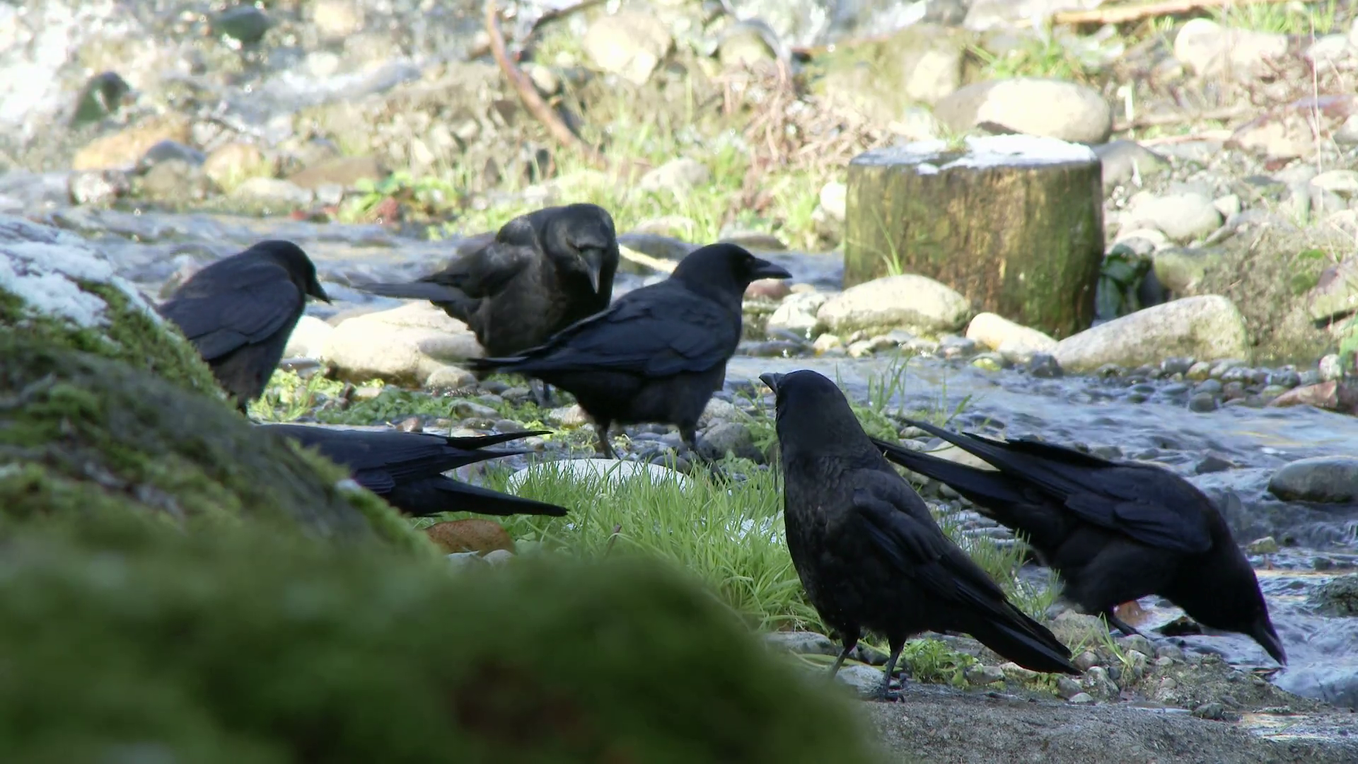 Crows Scavenging Stock Footage SBV-304459216 - Storyblocks