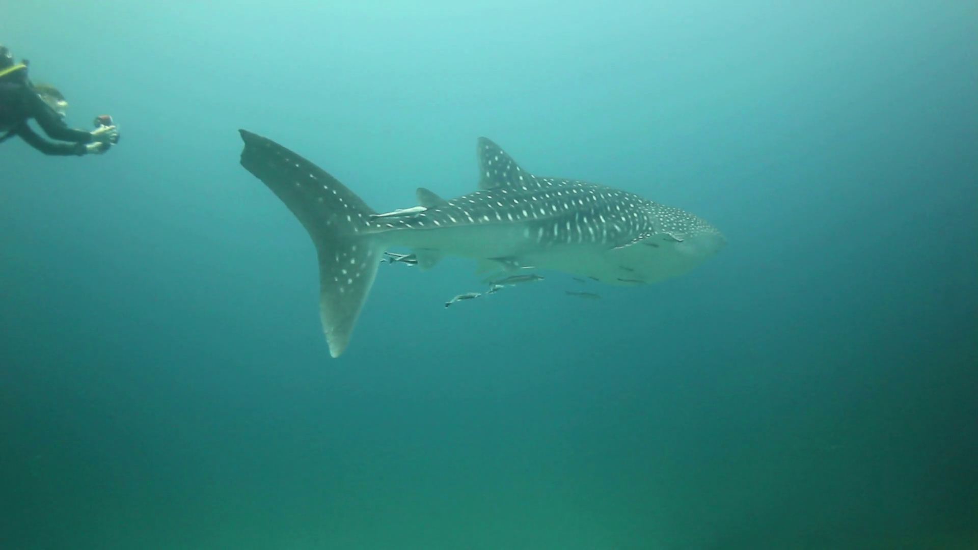 Diver Swimming Next To Shark Taking Pictures Stock Footage SBV ...