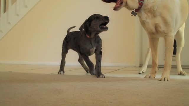 Dogs Playing Together Stock Footage: Royalty-Free Video Clips - Storyblocks