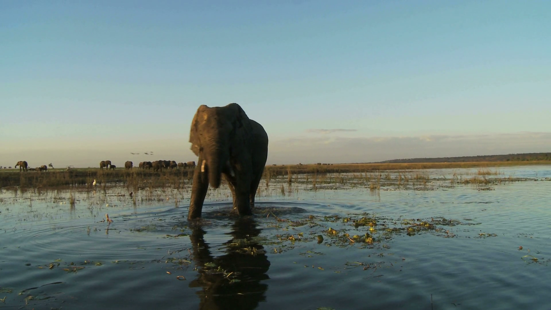 Elephant Walking Through Water Stock Footage SBV-300080953 - Storyblocks