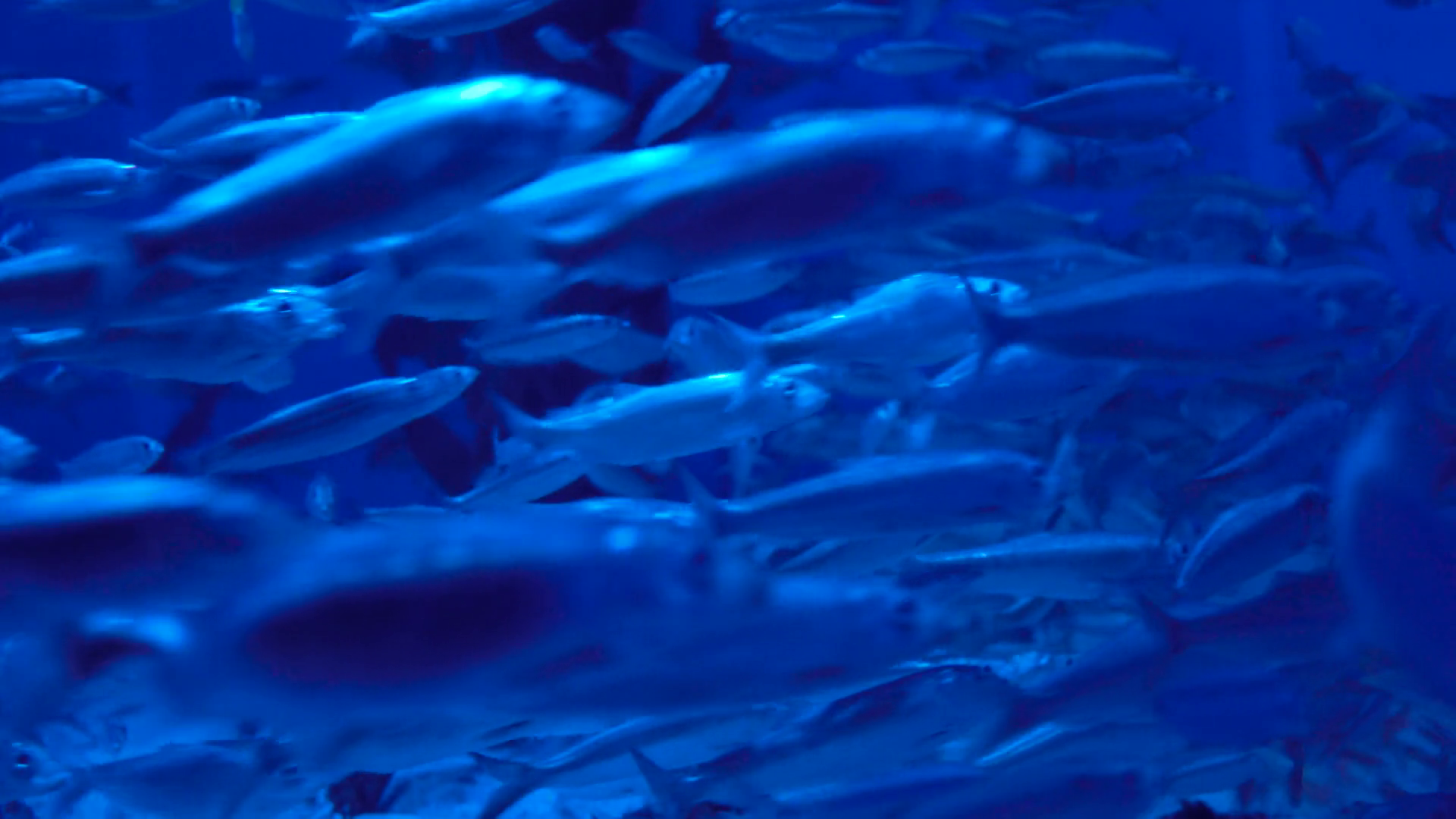 European Sprat Sprattus Sprattus Also Known Stock Footage SBV-309547103 ...