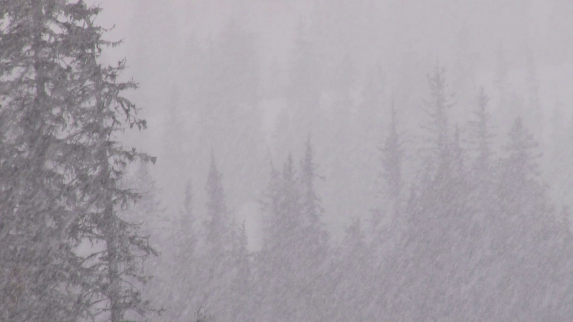 Forest During Blizzard Stock Footage SBV-300129525 - Storyblocks
