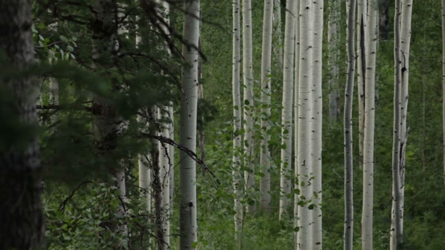 Thin Trees Stock Footage: Royalty-Free Video Clips - Storyblocks