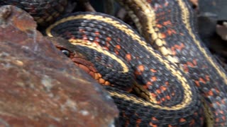 Snake Striking At Camera