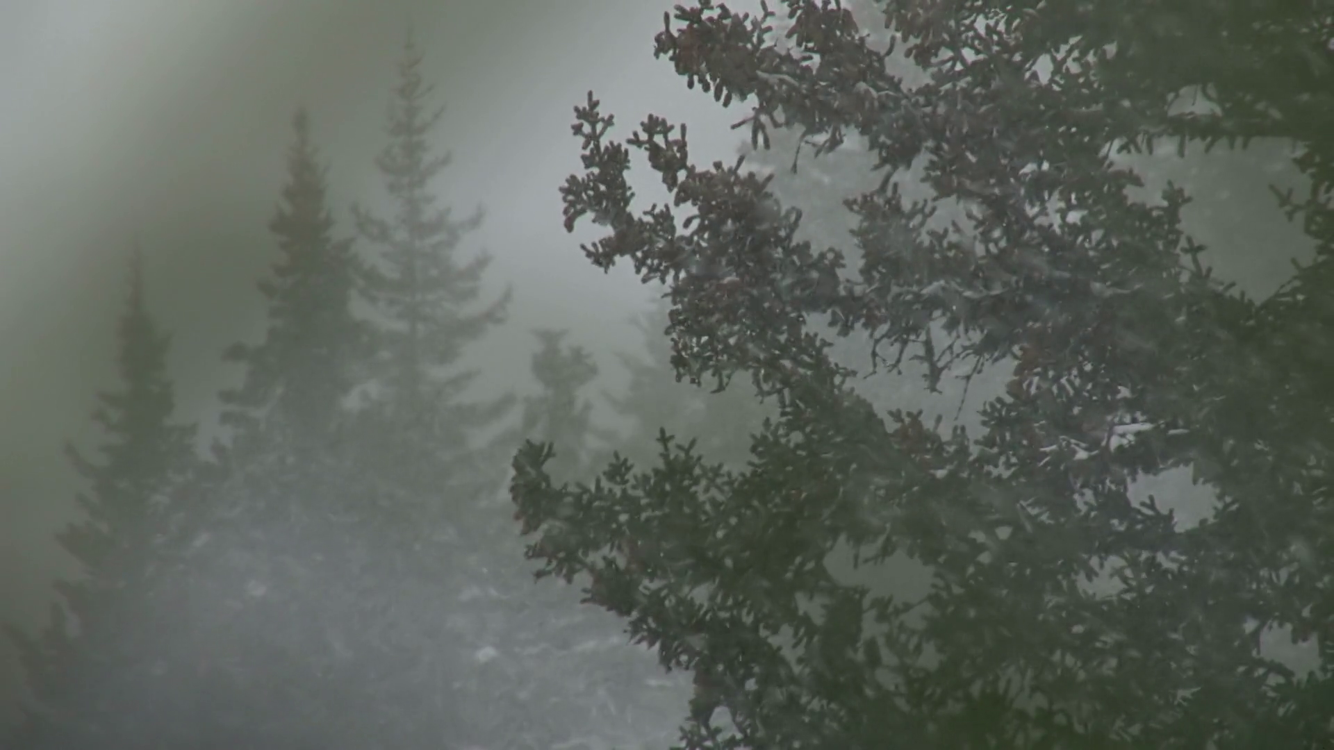 Hazy Forest Snowstorm Stock Footage SBV-300129573 - Storyblocks