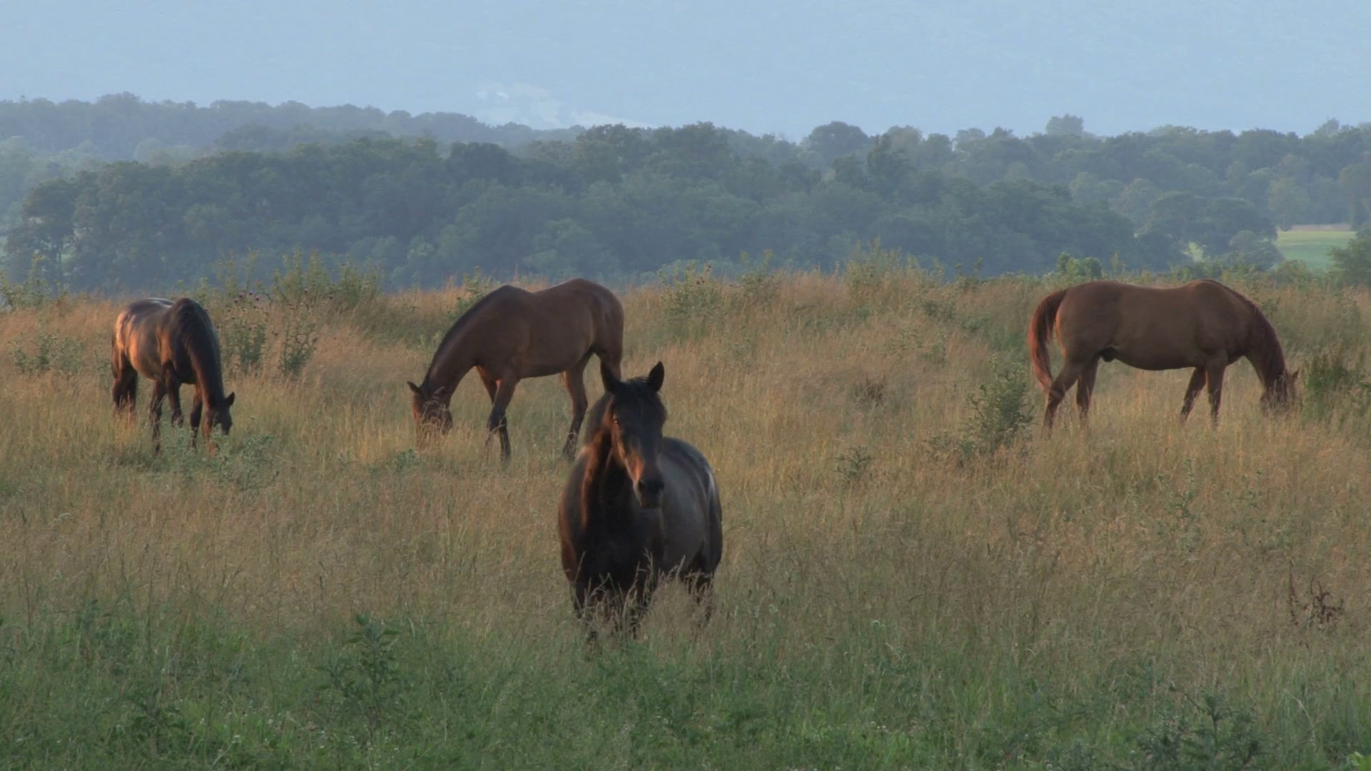 Horses In Countryside Stock Footage SBV-300017412 - Storyblocks