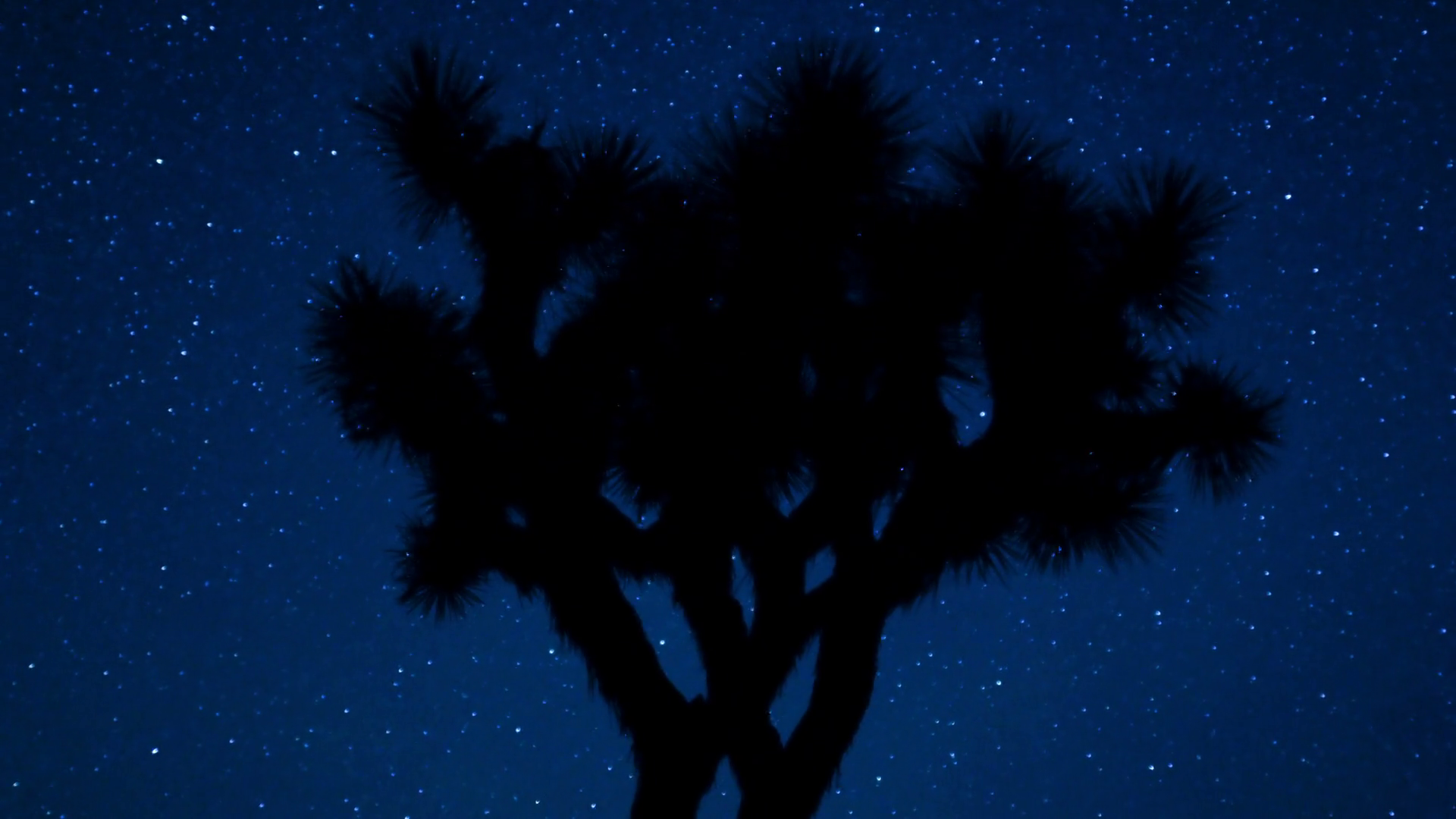Joshua Tree Night Sky Silhouette Stock Video Footage 00:09 SBV ...