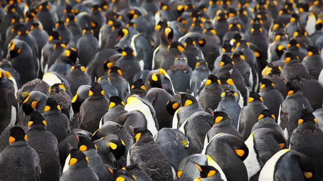 Angry Crowd Stock Footage: Royalty-Free Video Clips - Storyblocks