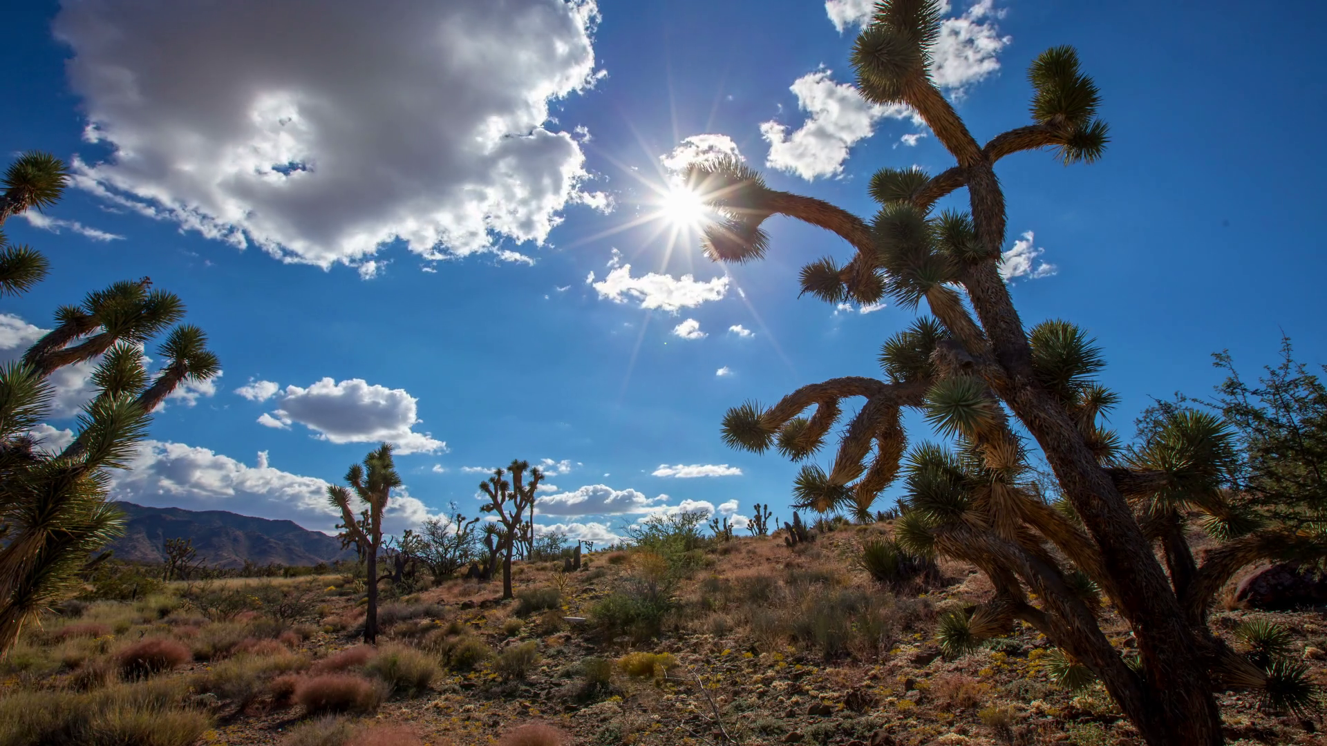 Landscape Joshua Trees Time Lapse Stock Footage SBV-308403874 - Storyblocks