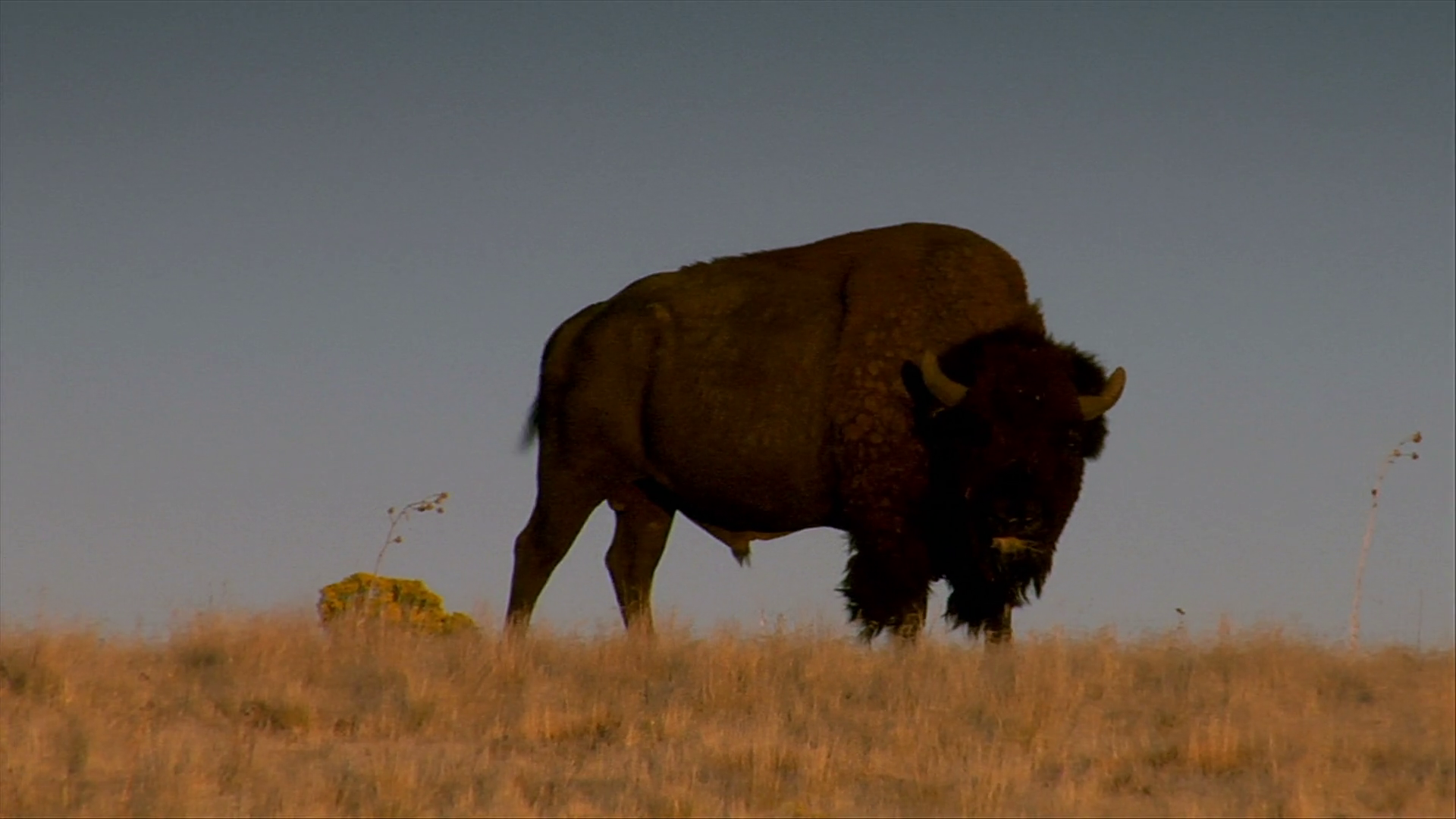 Large Bison Stock Footage SBV-300147735 - Storyblocks