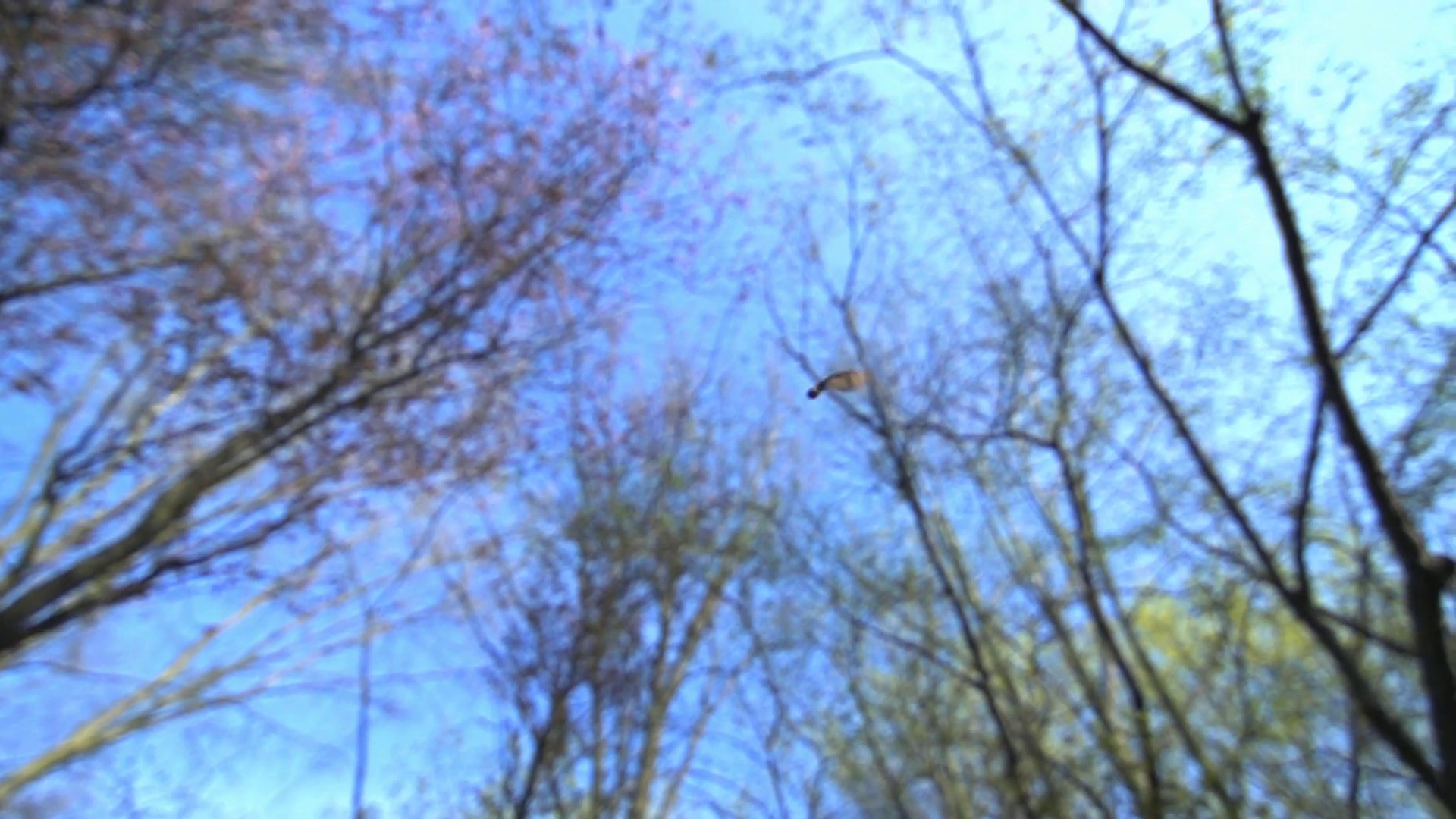 Leaves Falling In Spring Stock Footage SBV-306543551 - Storyblocks