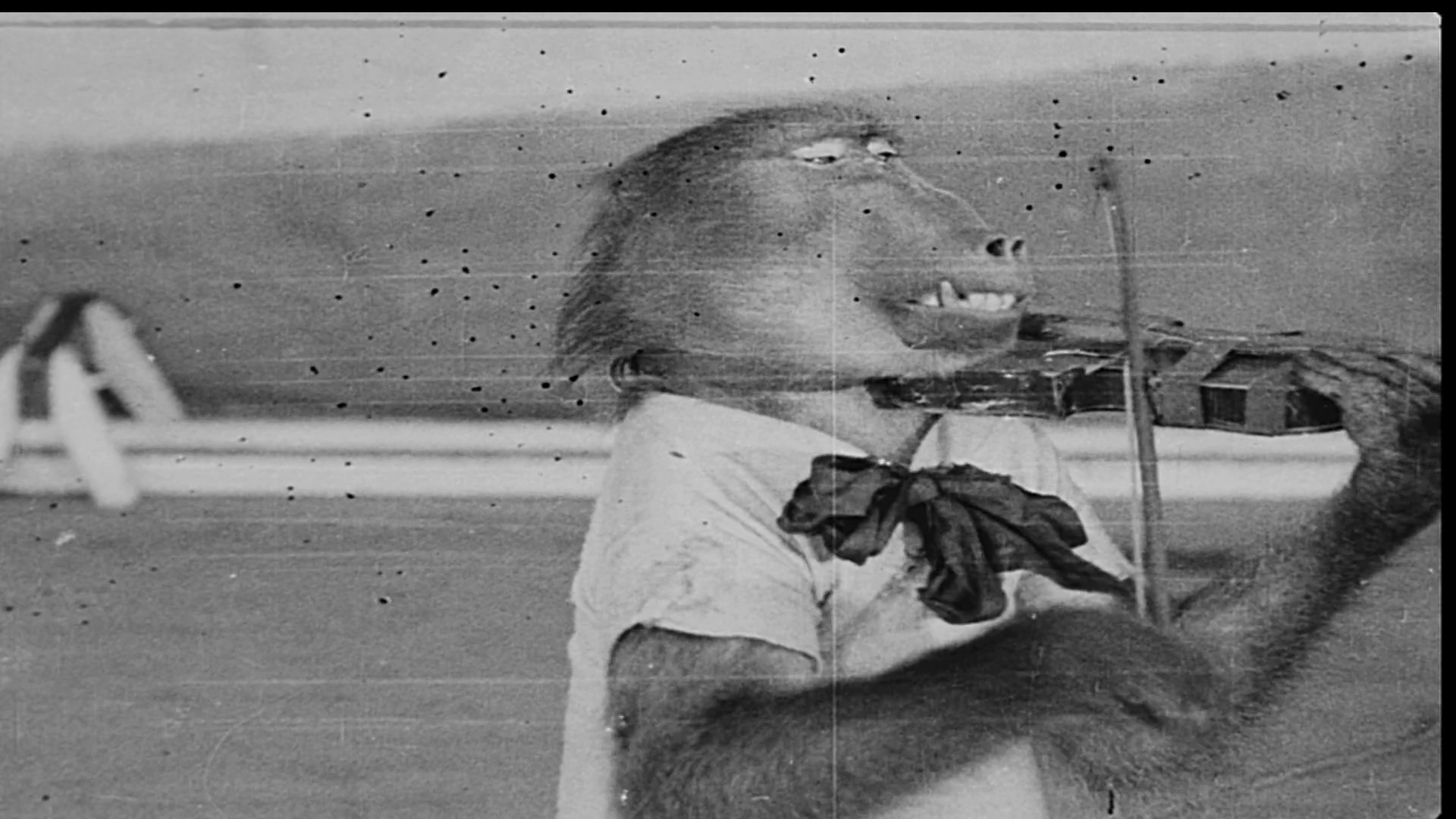 Monkey Doing Tricks Playing Instrument Stock Footage SBV-300125357 ...