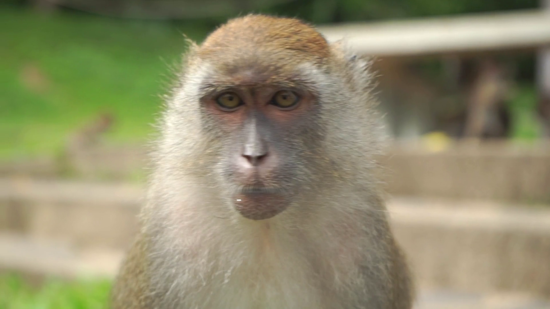 Monkey Looking Around Close Up Slow Motion Stock Footage SBV-306998555 ...
