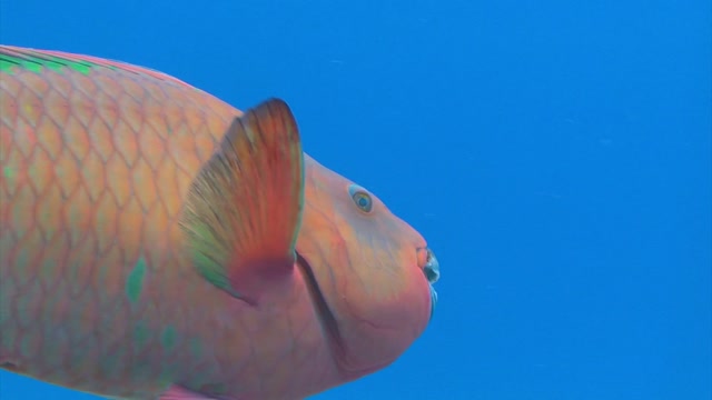 Underwater Empty Deep Sea Stock Footage: Royalty-Free Video Clips ...