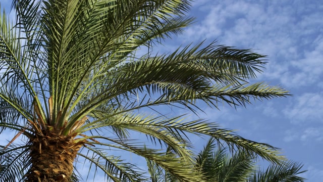 Palm Tree Beach Loop Stock Footage: Royalty-Free Video Clips - Storyblocks
