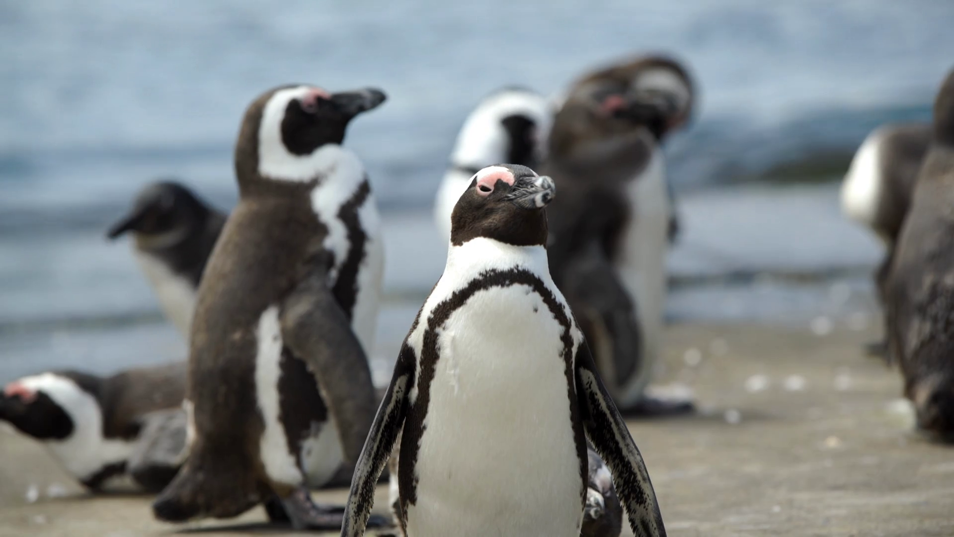 Penguin Winking With Eye Towards Camera At Stock Footage SBV-305894287 ...