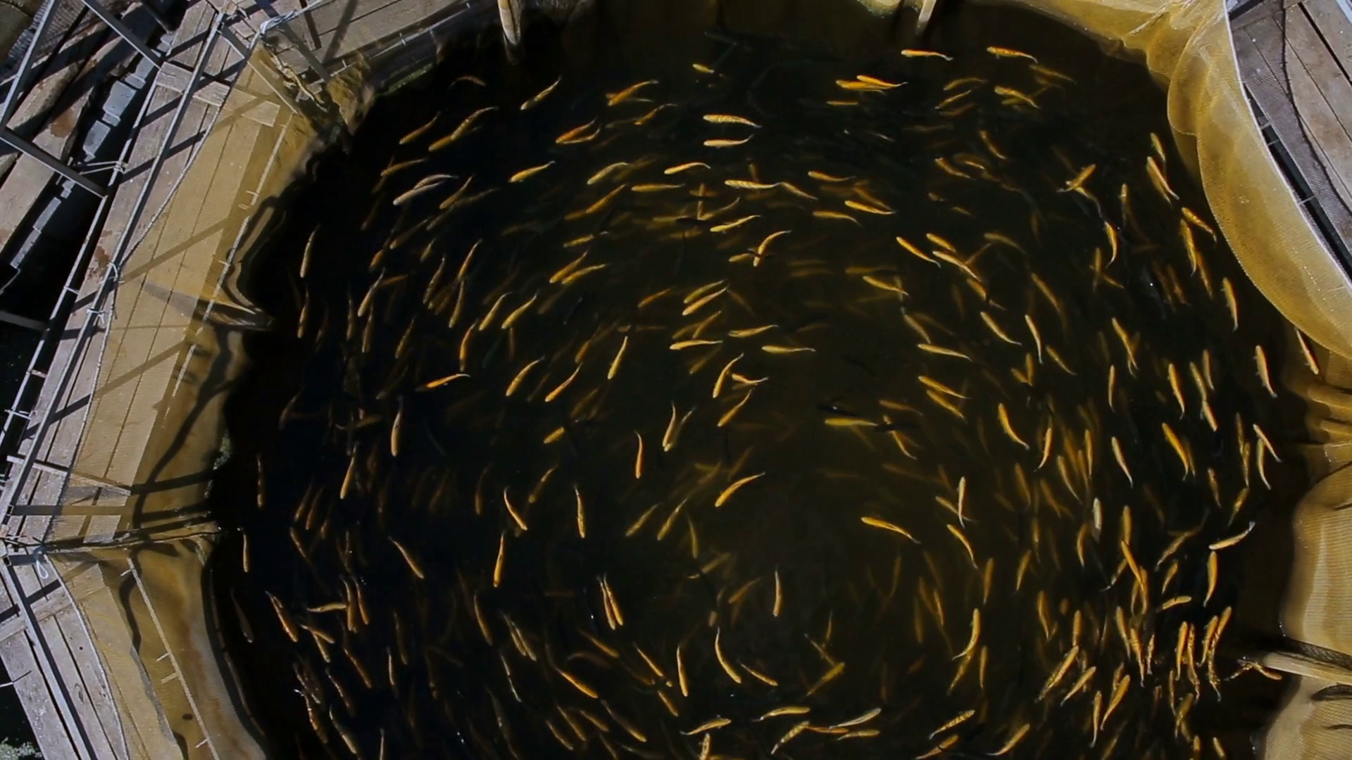 Ponds Rearing Trout In Fisheries Stock Footage SBV-307778537 - Storyblocks