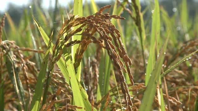 California Rice Field Stock Footage: Royalty-Free Video Clips - Storyblocks