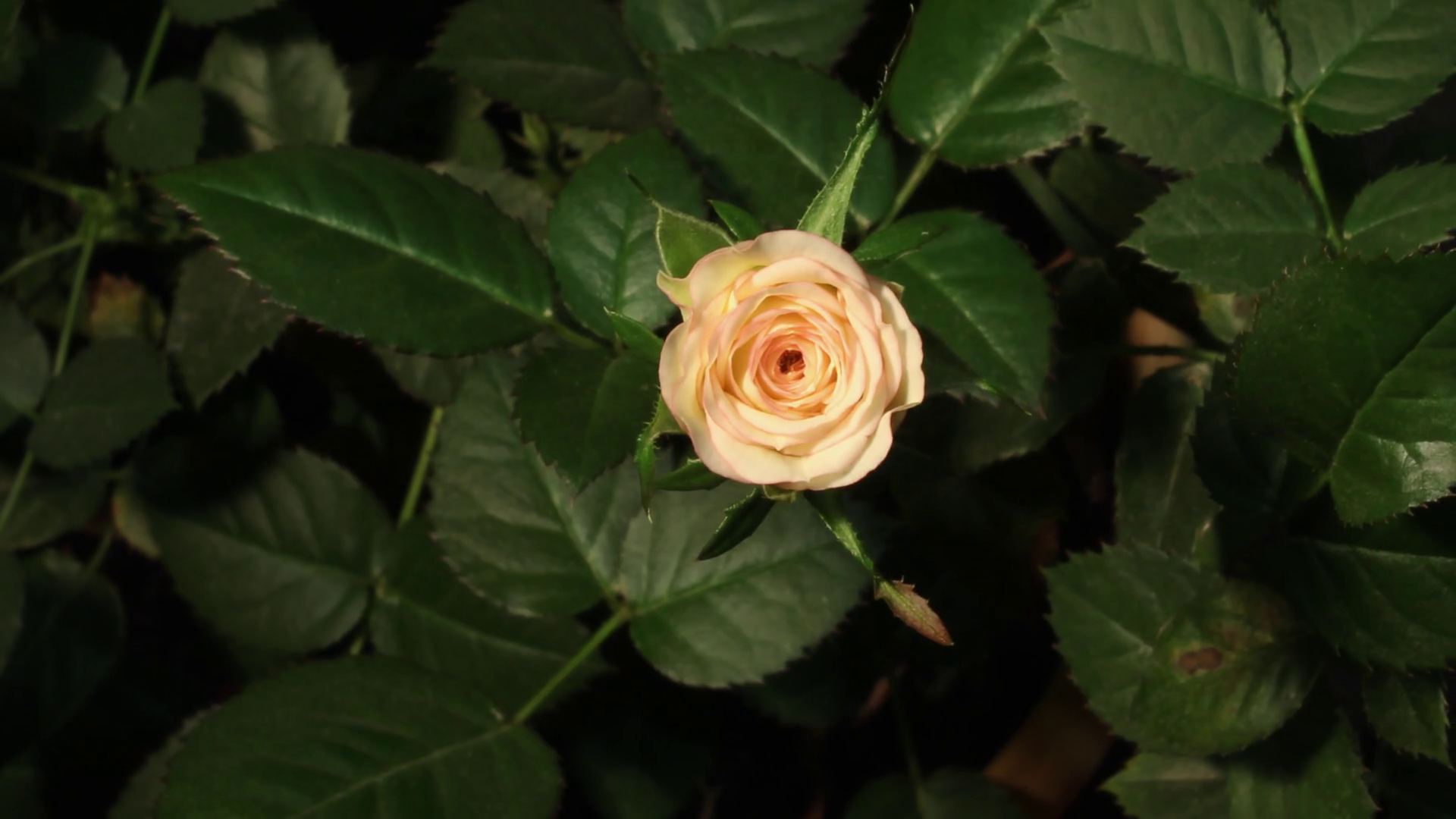 Rose Time Lapse Rotaition Stock Footage SBV-305014476 - Storyblocks