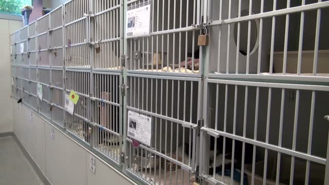 Cats Animal Shelter Stock Footage: Royalty-Free Video Clips - Storyblocks