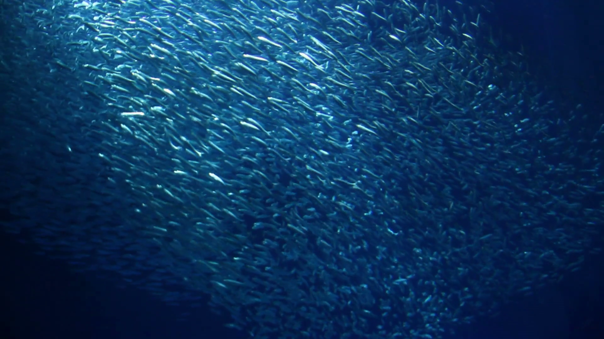 Sardines In Aquarium Stock Footage SBV-300147739 - Storyblocks